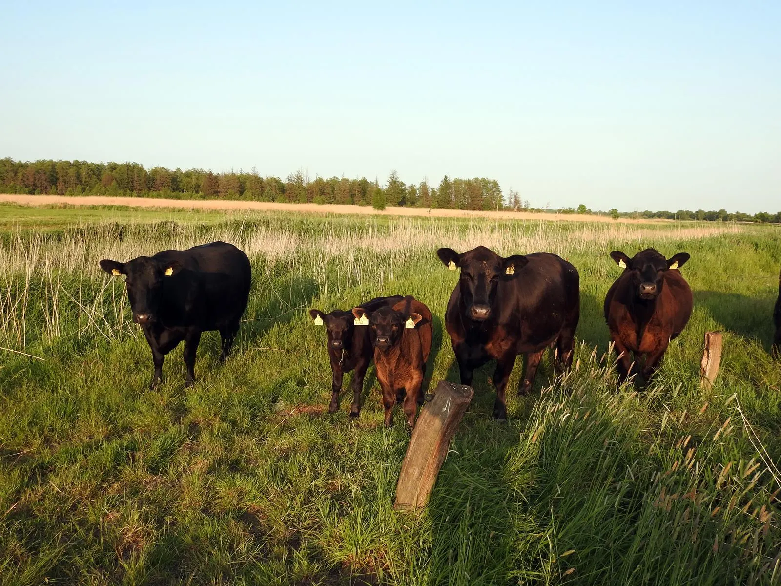 Angus 2023 - Galloways und Störche